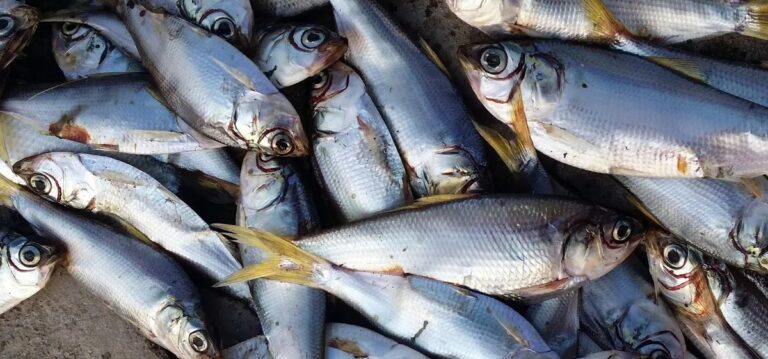 Swedish Fermented Fish – Discover This Unique Delicacy